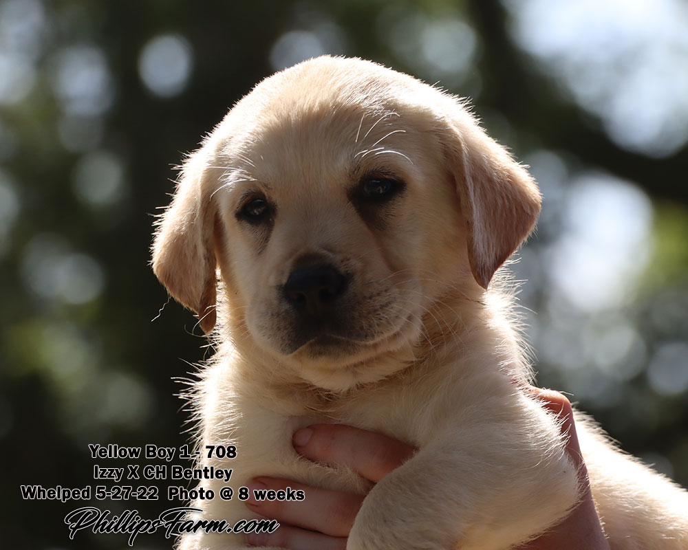 Labrador Puppies - Available.