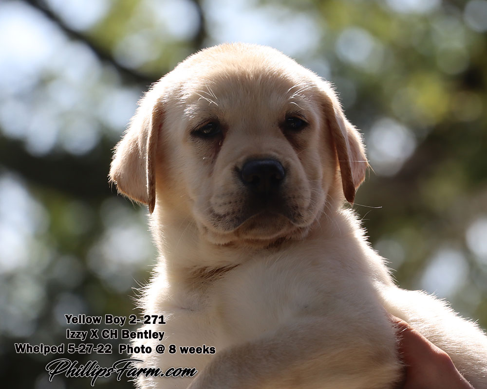 Labrador Puppies - Available.
