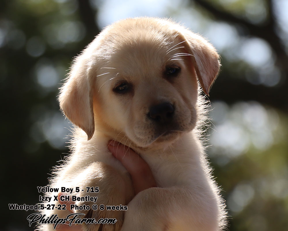 Labrador Puppies - Available.