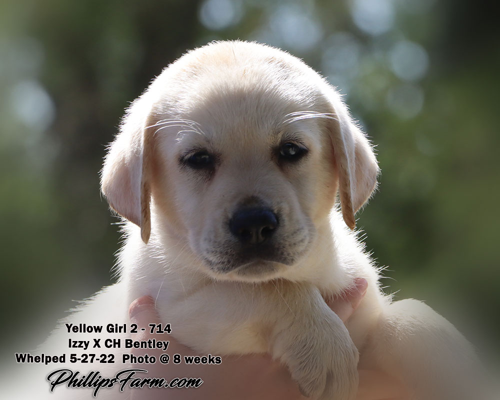 Labrador Puppies - Available.