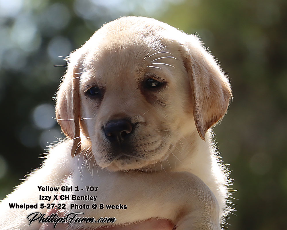 Labrador Puppies - Available.