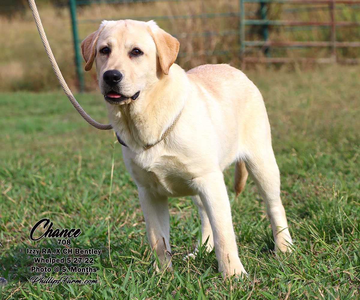 Labrador Puppies - Available.