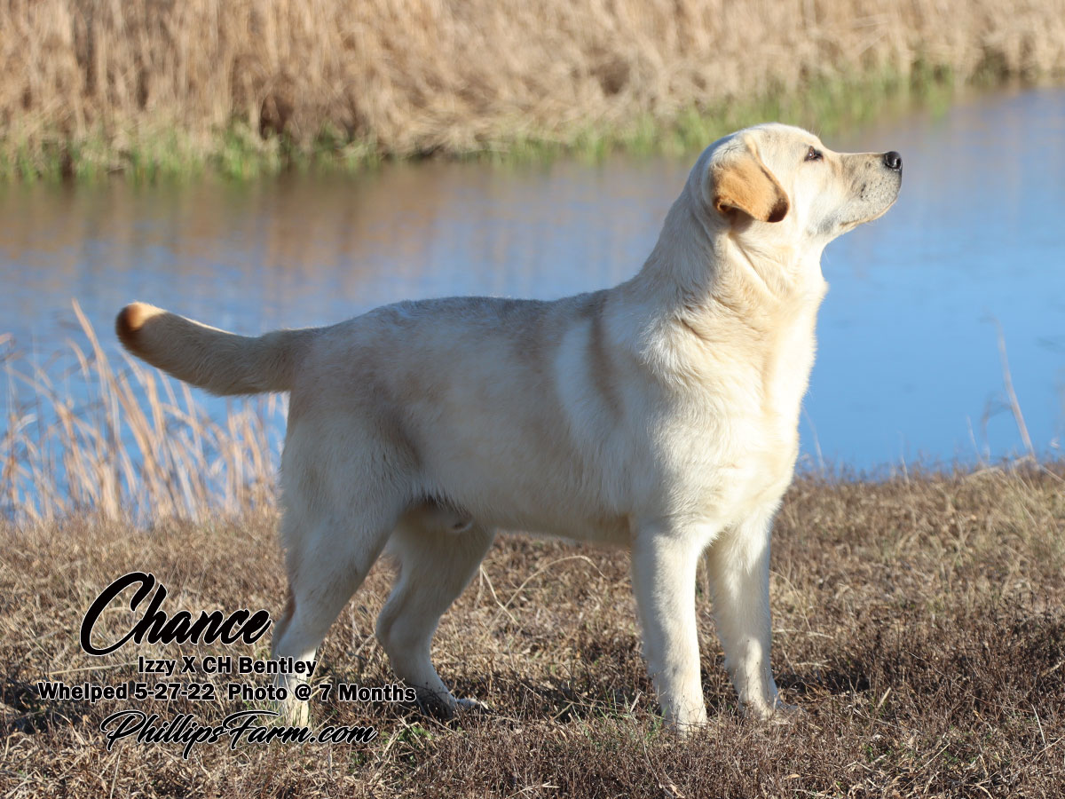 Labrador Puppies - Available.