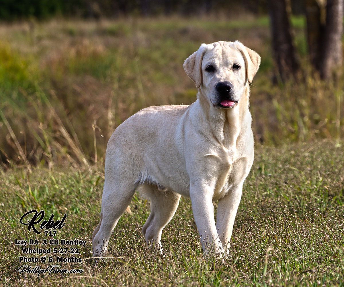 Labrador Puppies - Available.