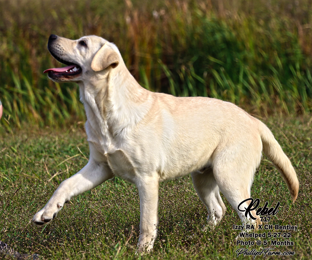 Labrador Puppies - Available.