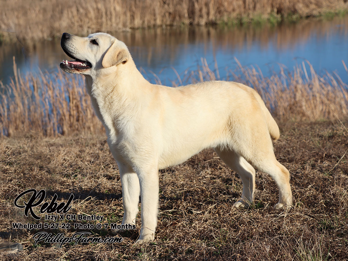 Labrador Puppies - Available.