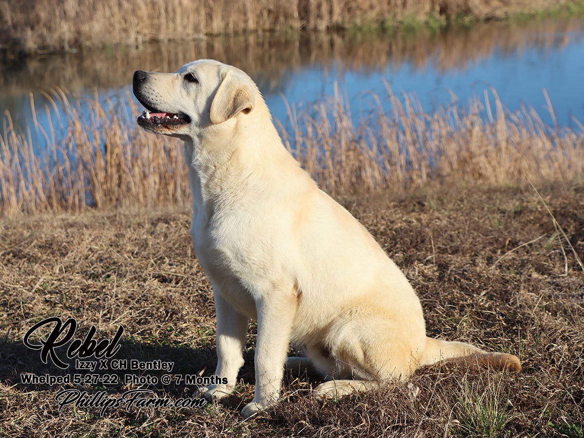 Labrador Puppies - Available.