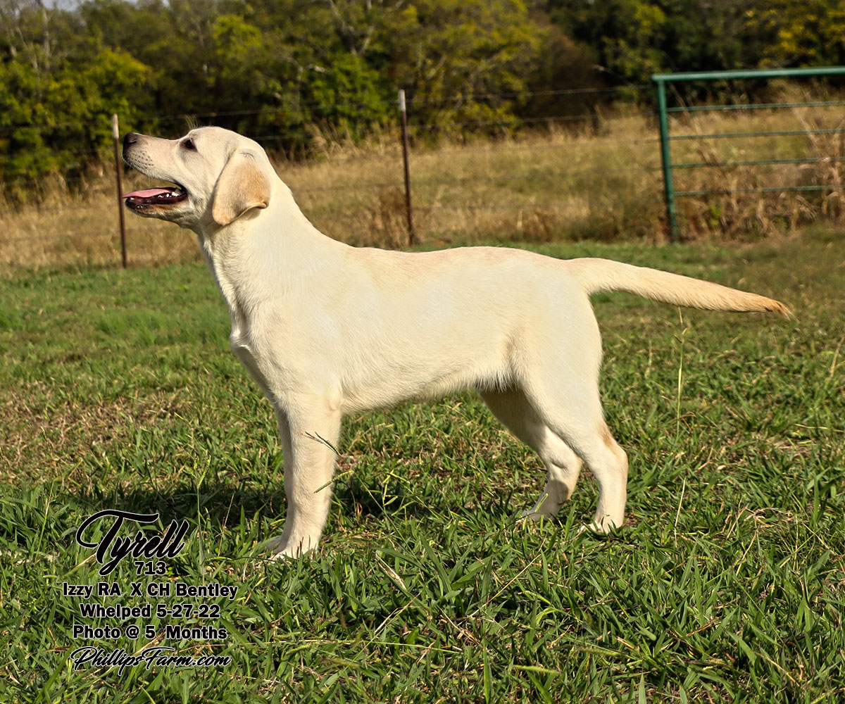 Labrador Puppies - Available.
