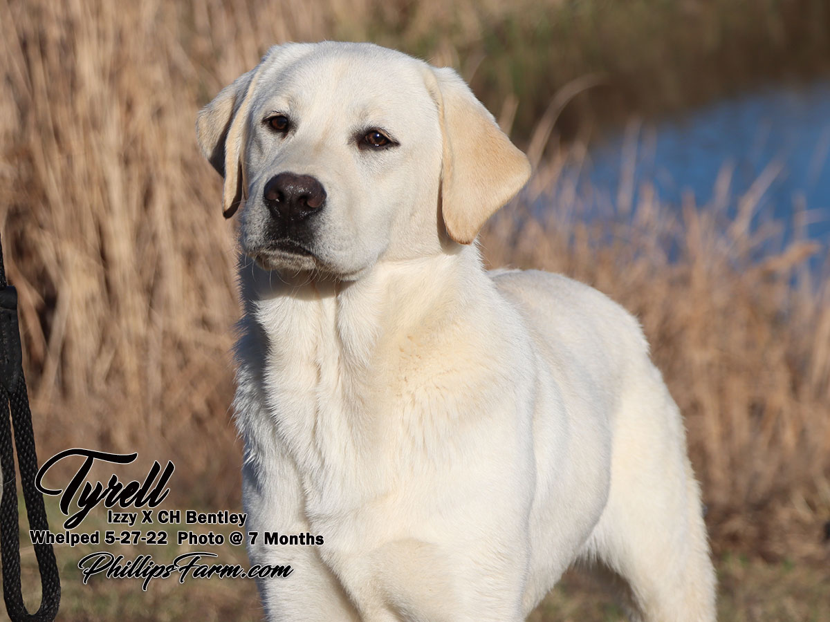 Labrador Puppies - Available.
