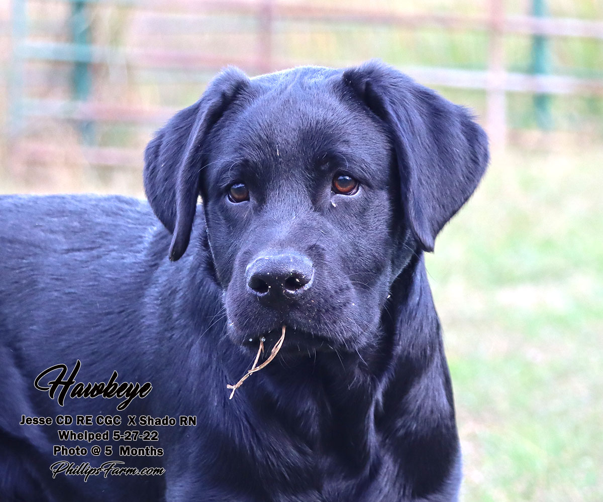 Labrador Puppies - Available.