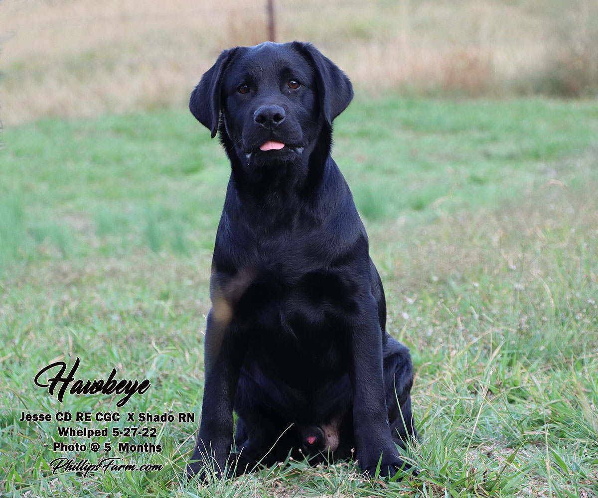 Labrador Puppies - Available.