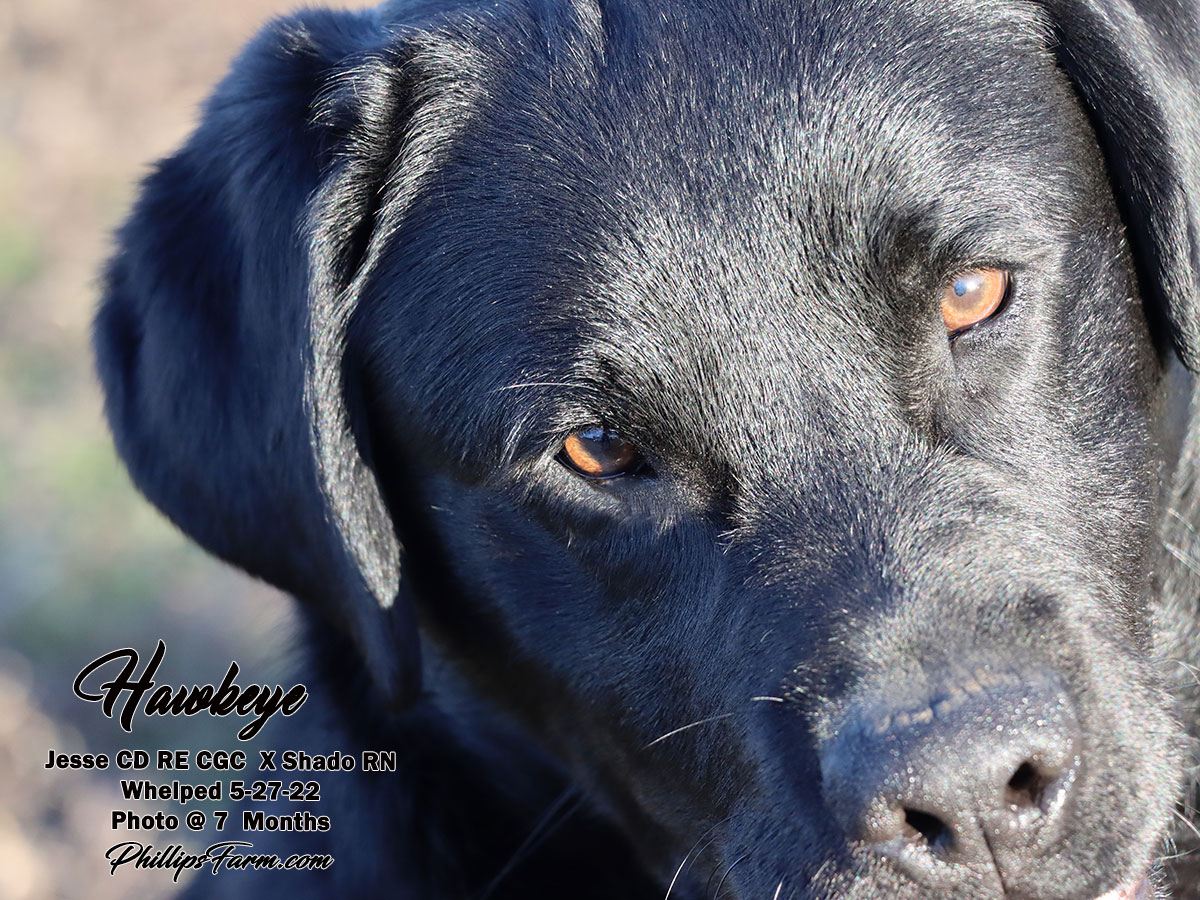 Labrador Puppies - Available.