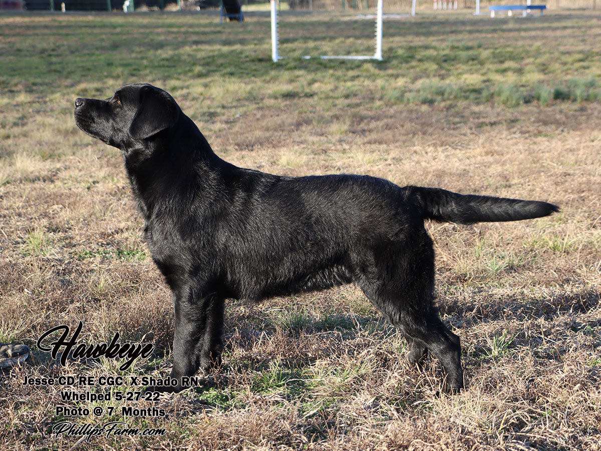 Labrador Puppies - Available.