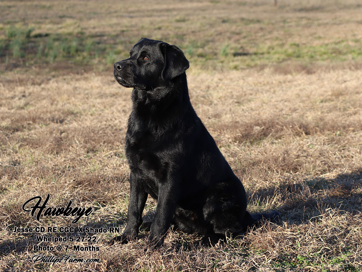 Labrador Puppies - Available.