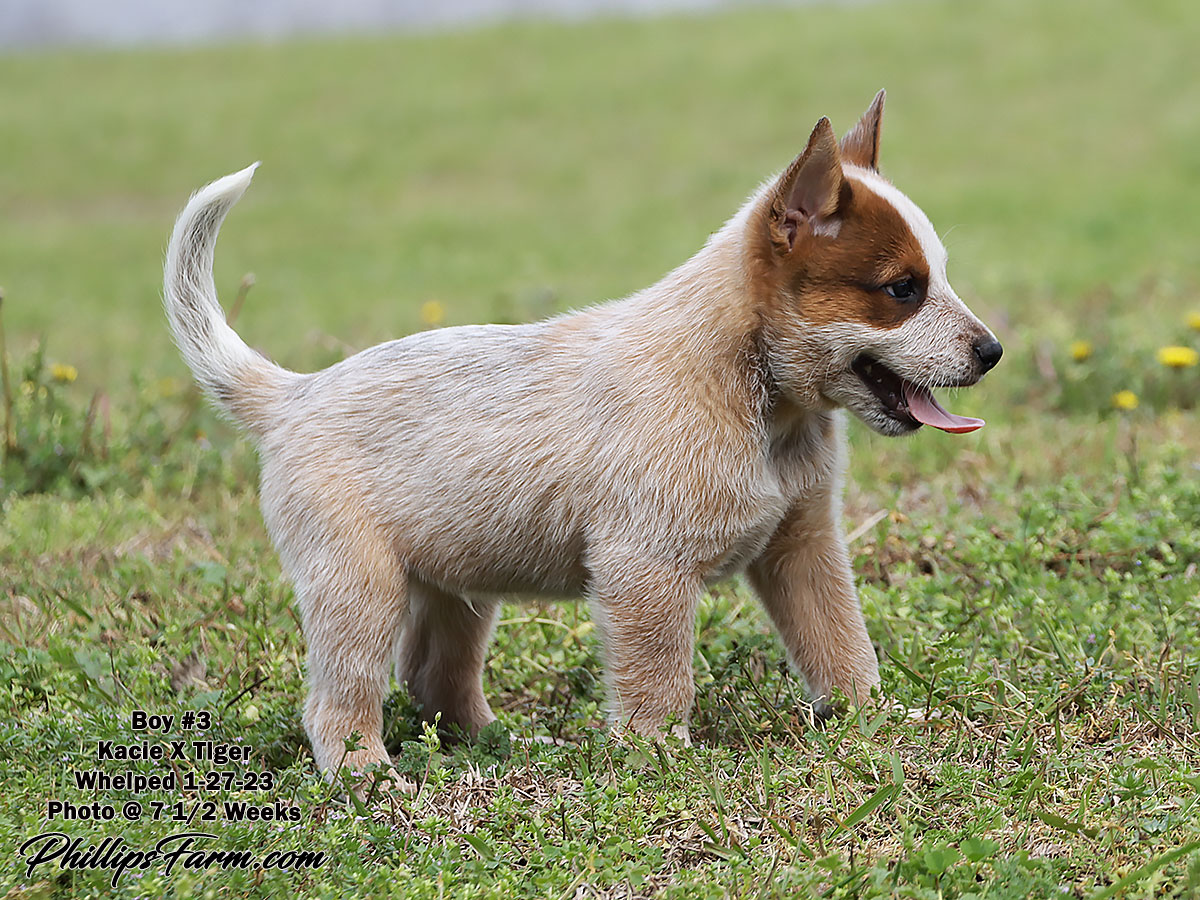 Are Red Heelers Small Breed Dogs