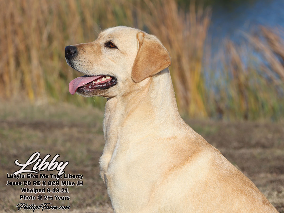 Labrador Puppies - Available.