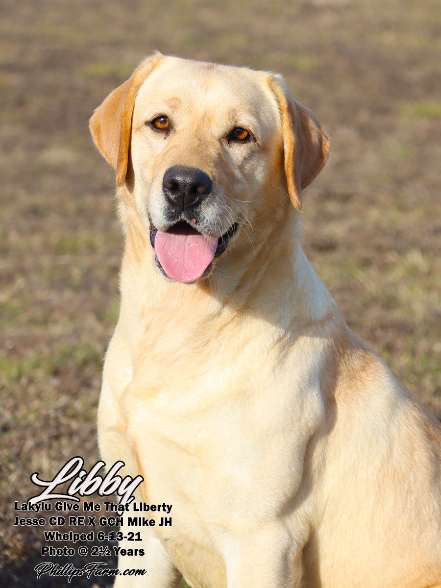 Labrador Puppies - Available.
