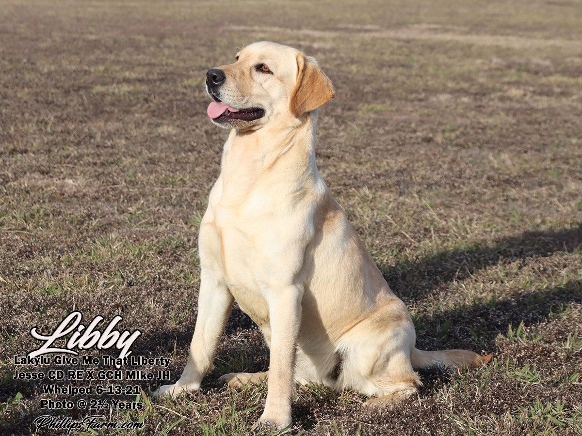 Labrador Puppies - Available.