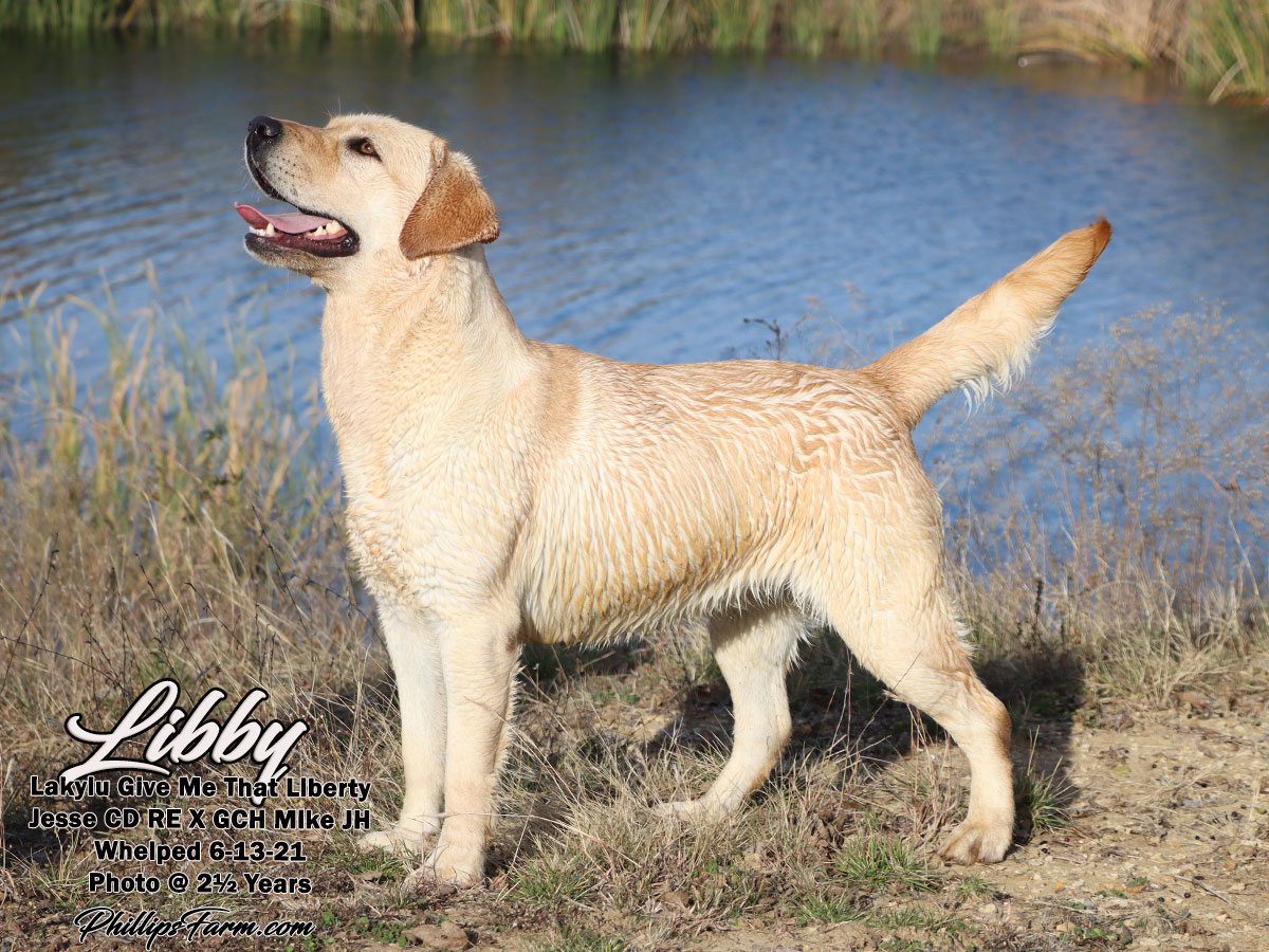Labrador Puppies - Available.
