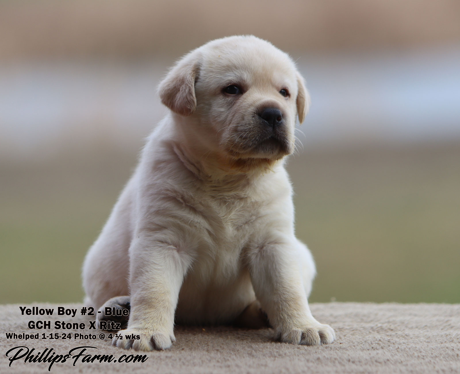 Labrador Puppies - Available.