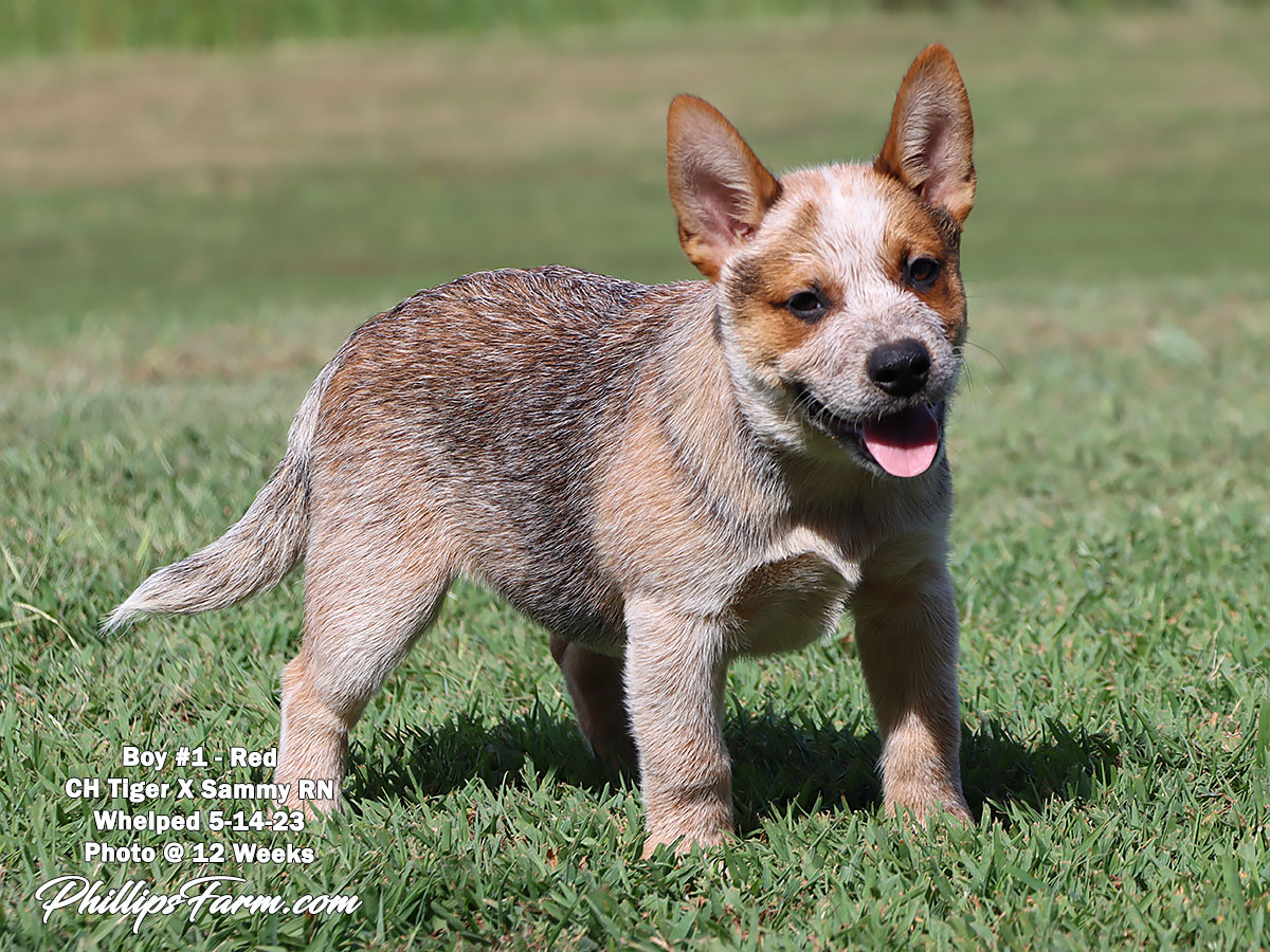Red Australian Cattle Dog