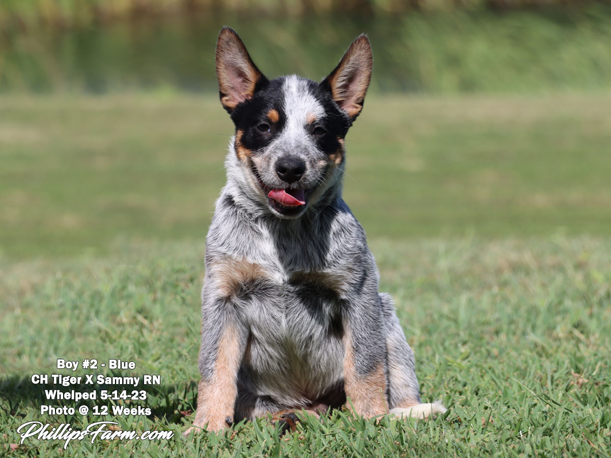 Blue Australian Cattle Dog Puppy