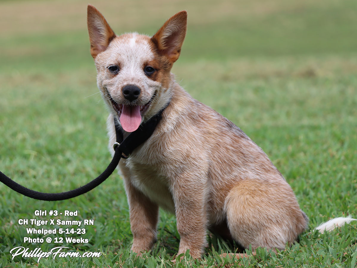 Australian Cattle Dog Puppies Red Heeler
