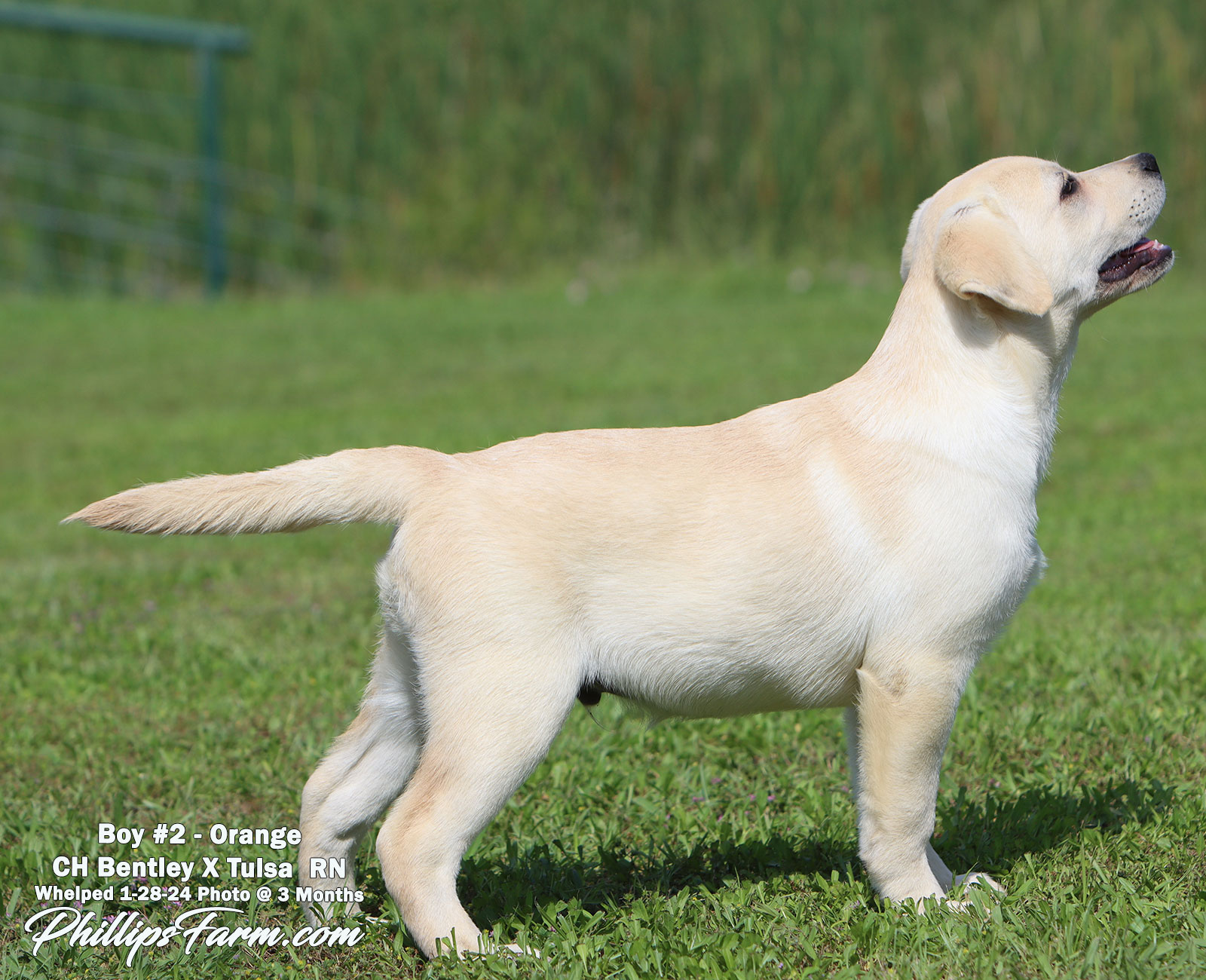 Labrador Puppies - Available.